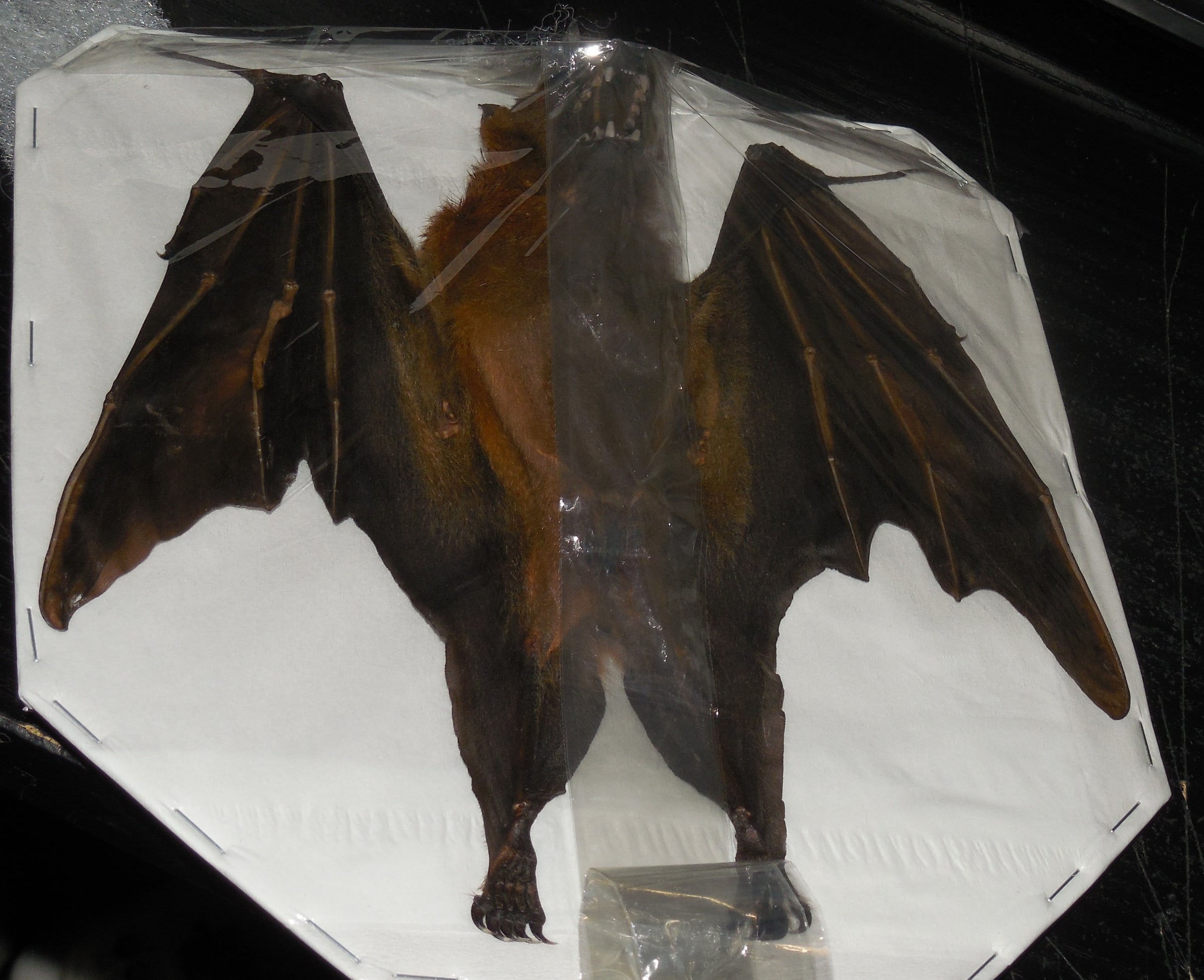 bat folded wings